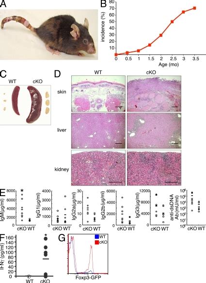 characterization of lckcre socs1f f cko mice a rep