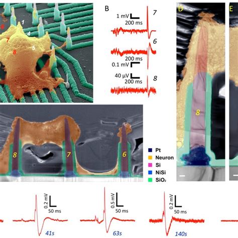 Recording From Hipsc Derived Cortical Neurons A Colorized Angle View