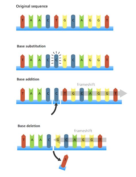 133 Genetic Mutations Biology Notes For A Level Biology Notes