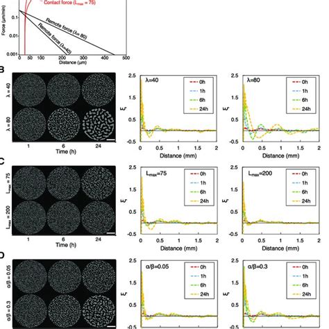 Simulation Results Reproduce The Spatiotemporal Structures Of Cells