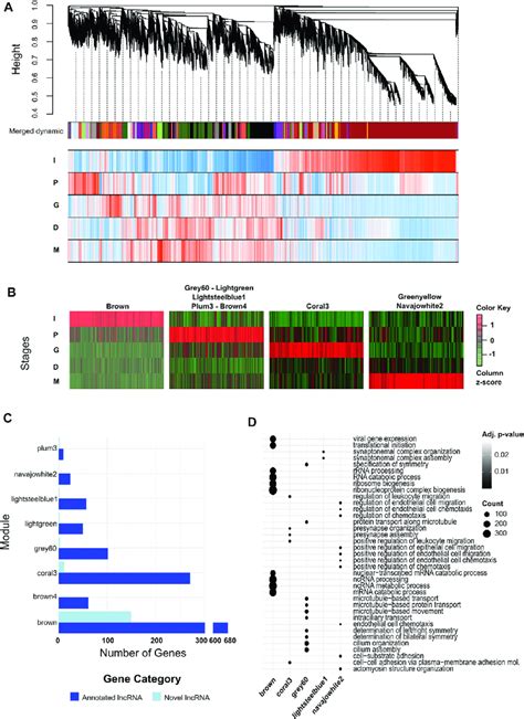 Lncrnas Expressed During Different Stages Of Neural Differentiation