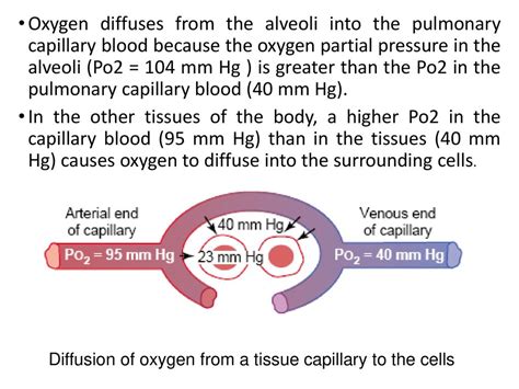 Physiology Of Respiration Dr Hiwa S Namiq Ppt Download