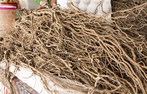 Kava Root Extract [kavalactones]