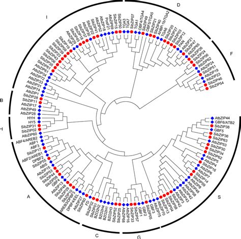 Phylogenetic Tree Of Bzip Proteins From Sesame And Arabidopsis The