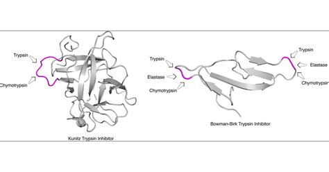Comparative Binding Affinity Analysis Of Soybean Meal Bowman Birk And
