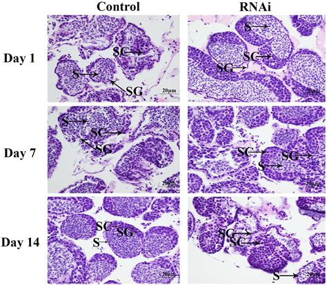 Frontiers Transcriptome Profiling Analysis Of The Testis After