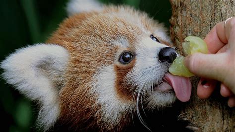 red pandas are two species not one bbc news