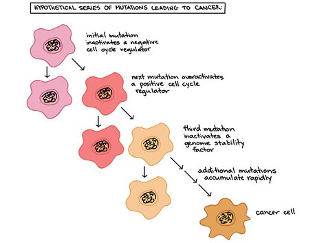 how does stomach cancer relate to the cell cycle socratic