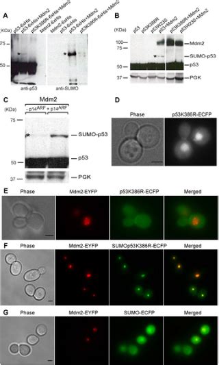 Reconstitution Of Mdm2 Dependent Post Translational Modifications Of