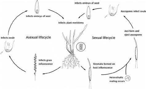 asexual and sexual lifecycle of epichloae fungal