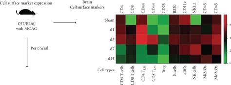 Cell Surface Markers Significantly Expressed In Different Immune Cell