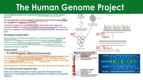 The Human Genome Project Techniques Used And Goals Of Hgp Youtube