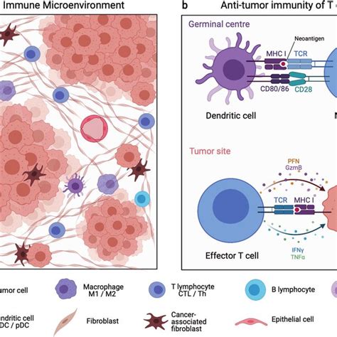 Components And Interactions Of The Tumor Immune Microenvironment A