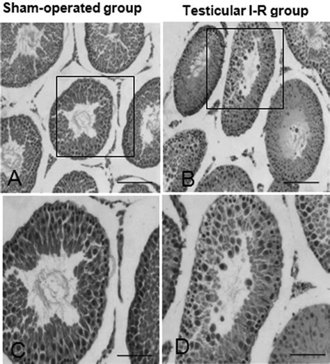 Histopathological Photos Of The Testis Tissue In Sham Operated And