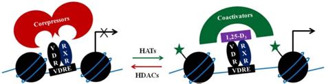 Simplified Illustration Of A Two Step Coregulator Model The Vdr Rxr