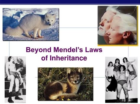 Ppt Beyond Mendels Laws Of Inheritance Powerpoint Presentation Id