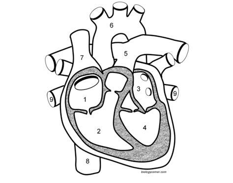 Structure Of Heart Igcse Biology Teaching Resources