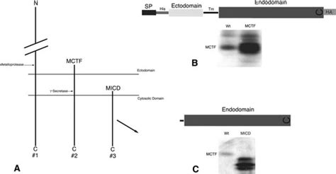 The Cooh Terminus Of Megalin Regulates Gene Expression In Opossum