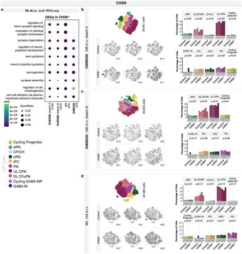 Bulk Rna Seq And Scrna Seq Of Chd8 − And Isogenic Control Organoids