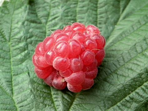gambar raspberry merah gambar keren hits