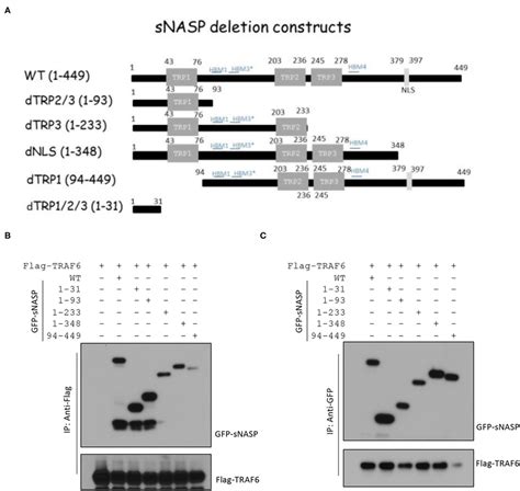 The N Terminal 1~31 Domain Of The Somatic Nuclear Autoantigenic Sperm