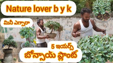 Mini Exora Bonsai Plant 🌵☘️☘️☘️🌻🌼🌹 Youtube