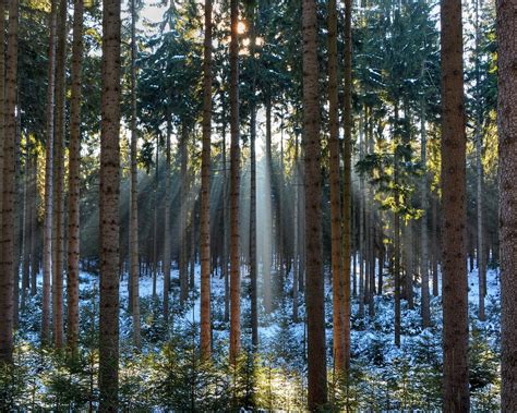 Fonds Décran Forêt Arbres Rayons De Soleil Neige Hiver 3840x2160