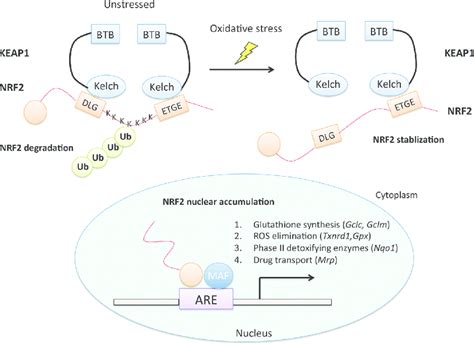 Keap1 Mediated Nrf2 Regulation Under Normal Condition Nrf2 Binds To
