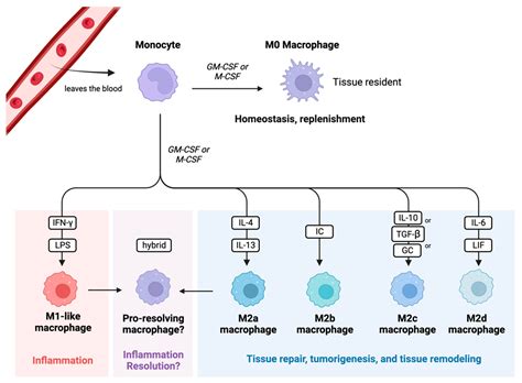 Biomedicines Free Full Text Immunosuppression In Sepsis Biomarkers