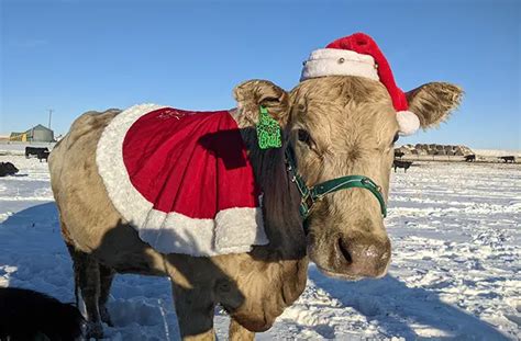 American Cow Performs 10 Tricks In 60 Seconds To Set World Record
