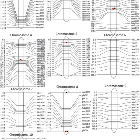 Positions Of Quantitative Trait Loci Qtl For Gray Leaf Spot