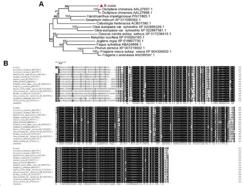Bioinformatics Analysis Of Bcepsps A Phylogenetic Tree Of The Epsps