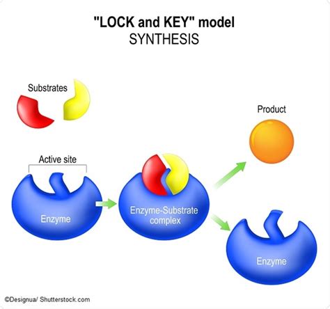 Enzyme Substrate Complex Equation