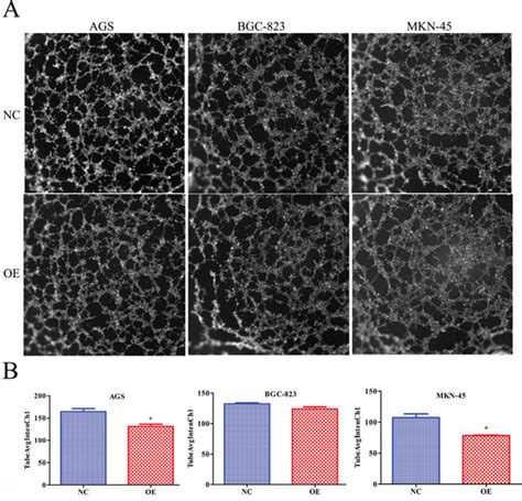 Down Regulation Of Rna Binding Motif Single Stranded Interacting