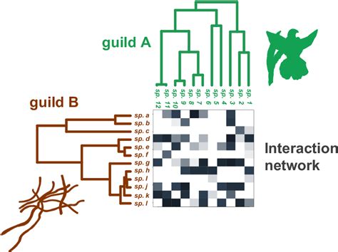 Figure 1 From Do Closely Related Species Interact With Similar Partners