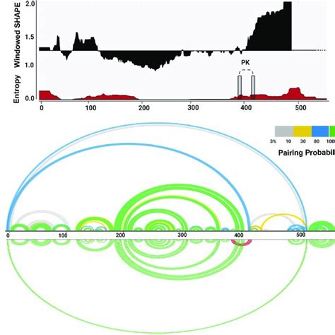 The Secondary Structure Model Of Bvdv Ires Rna Derived From Shape Map