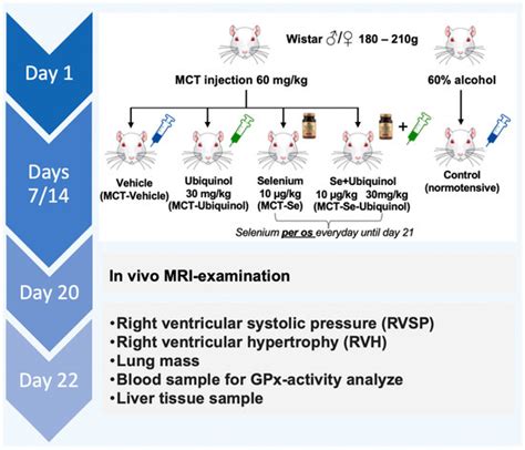 antioxidants free full text sex dependent protective effect of