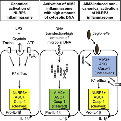 Aim2 Engages Active But Unprocessed Caspase 1 To Induce Noncanonical