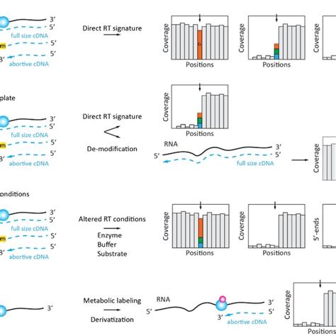 Direct Detection Of Rna Modifications By Natural Or Induced