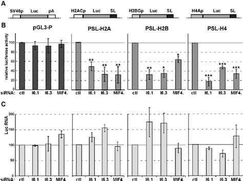 Int6 And Mif4gd Requirement For Efficient Translation Of Mrna Ending