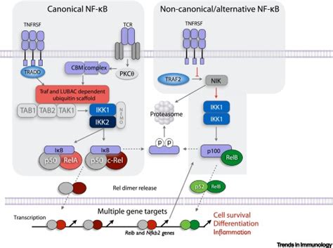 Nf κb And Extrinsic Cell Death Pathways Entwined Do Or Die Decisions