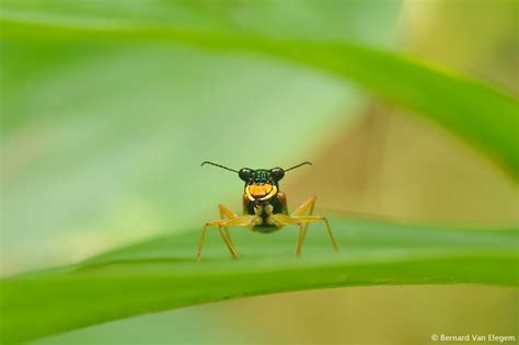 the diversity of life bernard van elegem