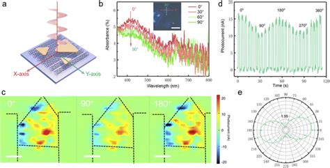 A Polarization Sensitive Photothermoelectric Photodetector Based On