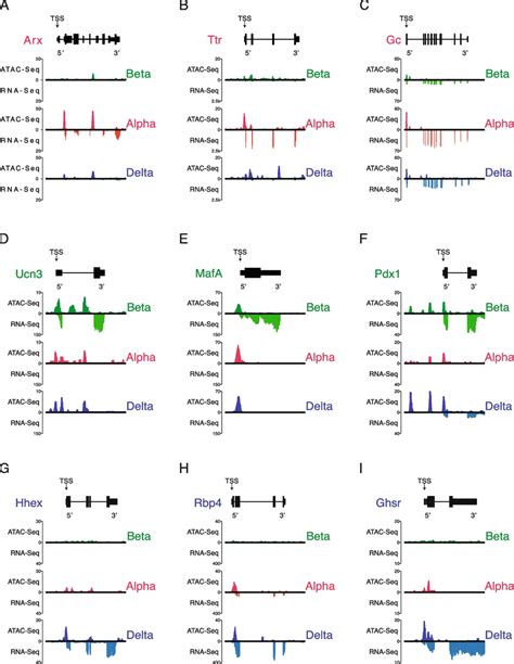 Validating Chromatin Accessibility Atac Seq Alongside Companion Rna Seq