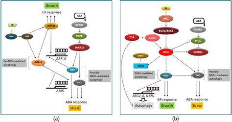 Ijms Free Full Text Control Of Aba Signaling And Crosstalk With