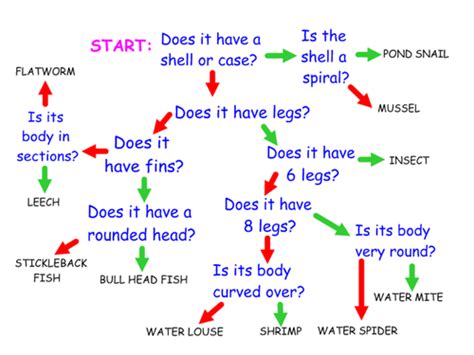 Identification Classification Key By Eleanorvickers Teaching