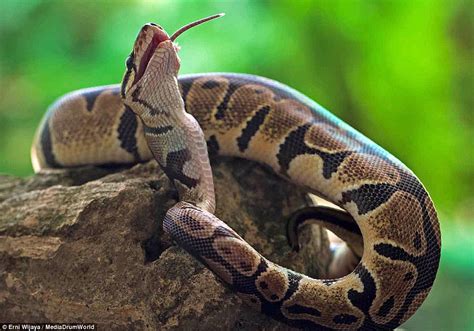 moment python grabs unsuspecting mouse in its jaws before swallowing