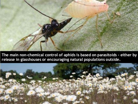 Insect Plant Interactions