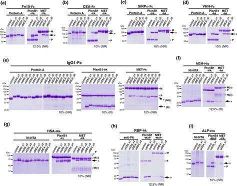 Lasso Grafting Of Binder Peptides Into Various Protein Scaffolds Nine