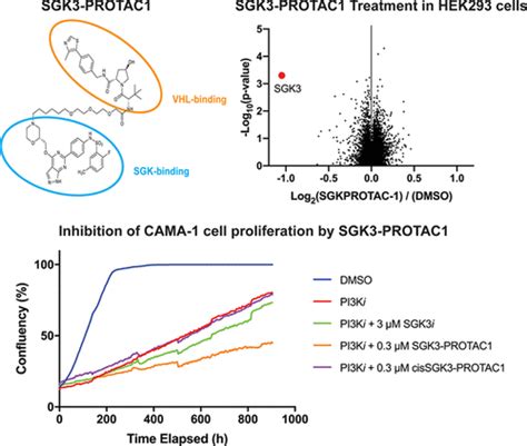 Design And Characterization Of Sgk3 Protac1 An Isoform Specific Sgk3
